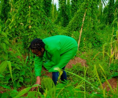 Our Projects – Sustainable Farming Services Africa